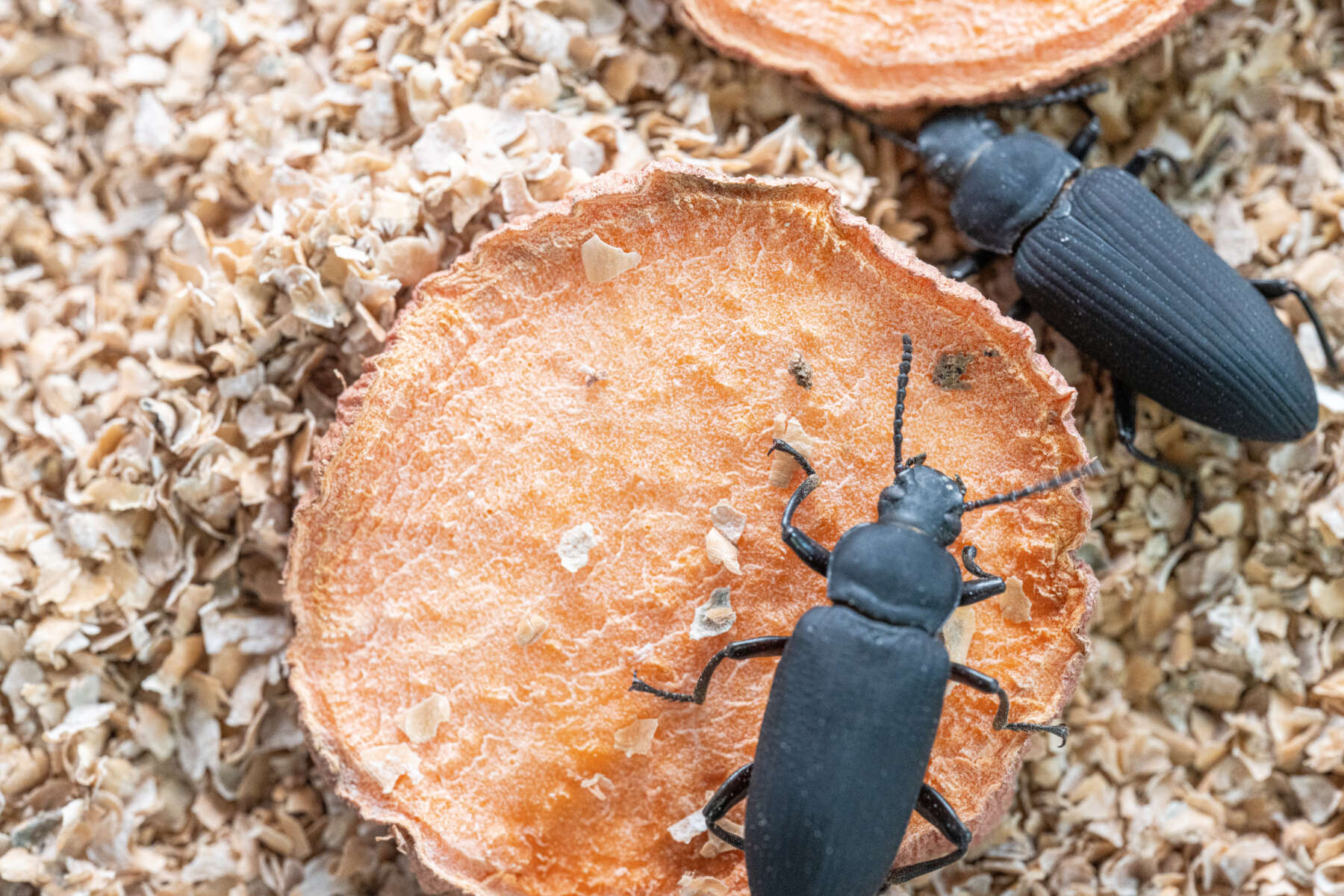 Bugs to the rescue! - Kansas State University Foundation