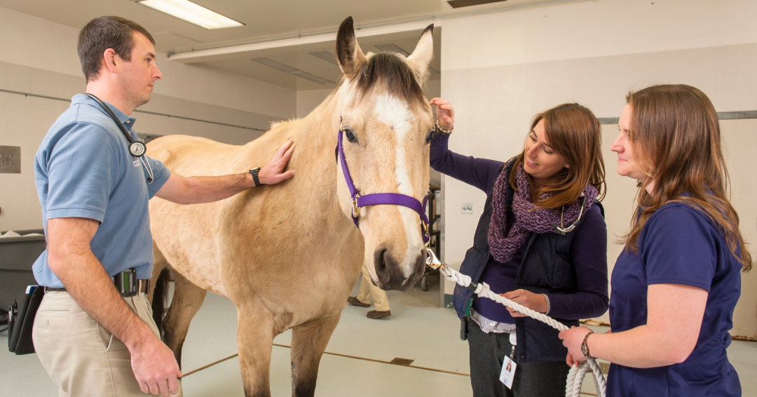 Healing horses, learning vets - Kansas State University Foundation