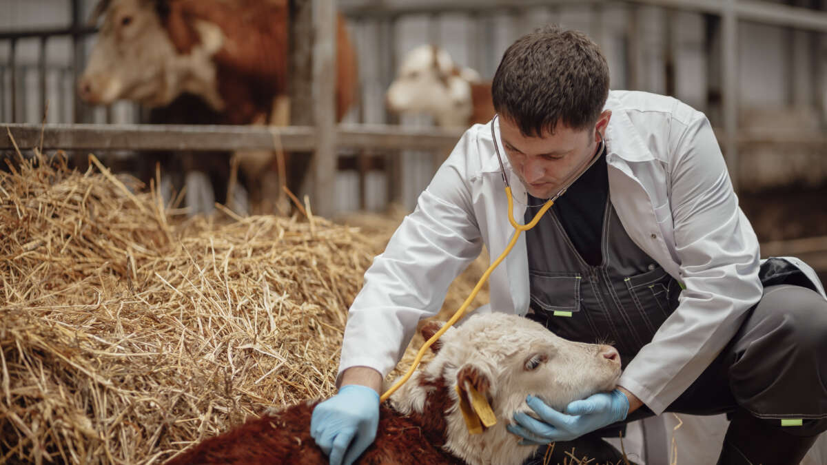 Corralling cattle disease - Kansas State University Foundation