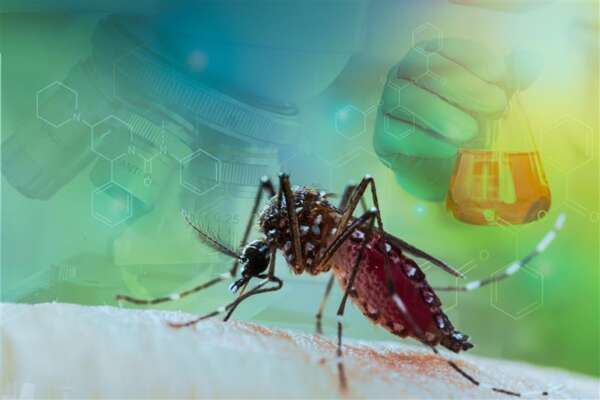 Biting back at mosquitoes - Kansas State University Foundation